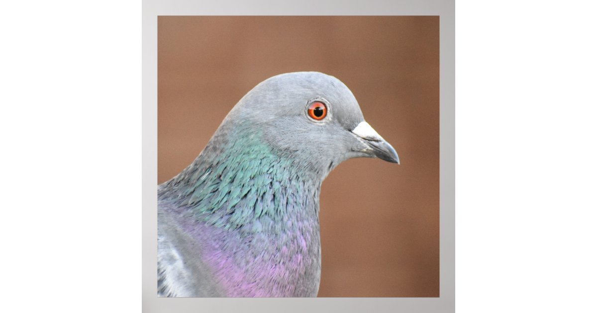 Pretty Pigeon Poster | Zazzle