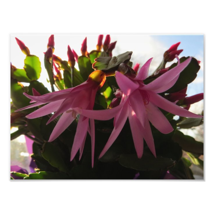 Pretty Pink Easter Cactus Flowers Photo Print | Zazzle