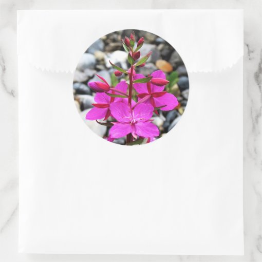 Pretty Pink Fireweed Wildflowers Bloom in Canada Classic Round Sticker ...