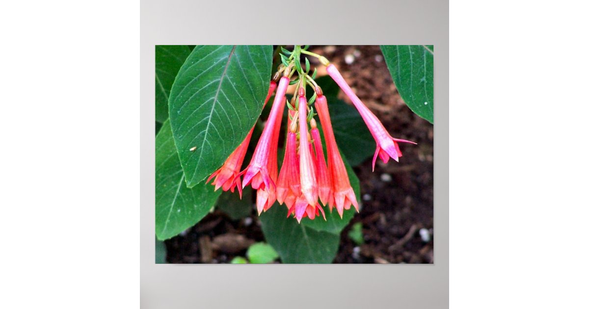 Pretty Pink Flowers Close Up Poster | Zazzle