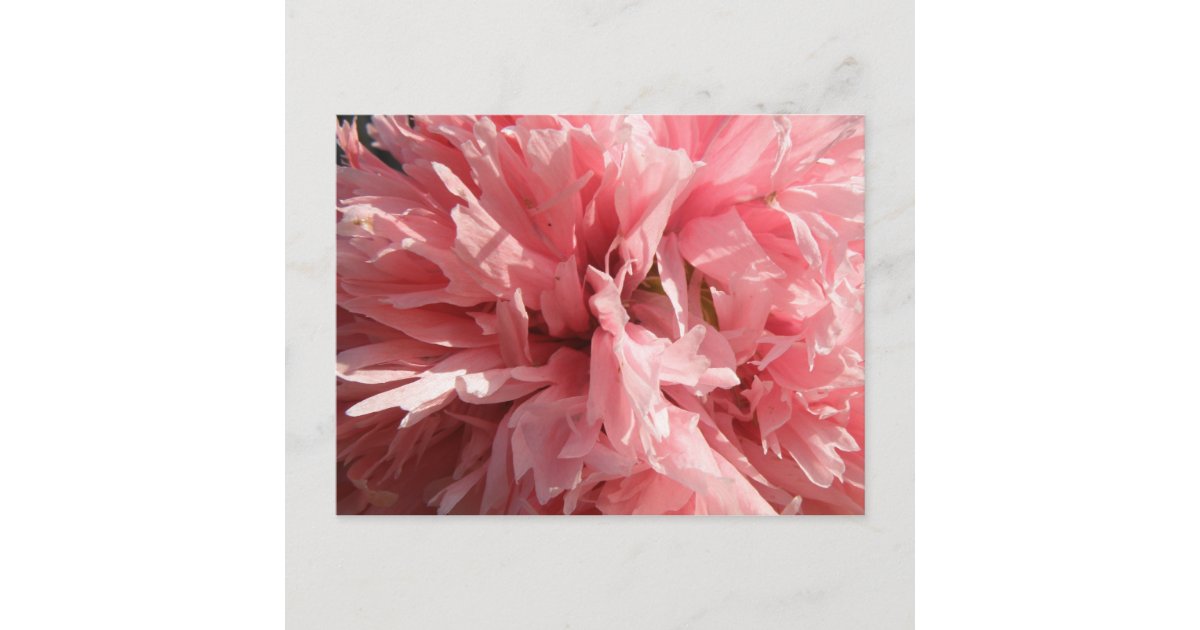 Pretty Pink Poppy Postcard | Zazzle