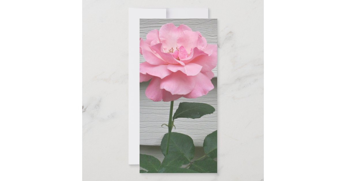 Pretty Pink Rose Thank You Card | Zazzle