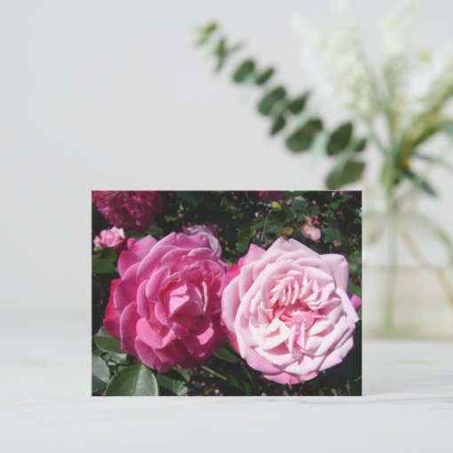 Pretty Pink Vintage Rose Photo Postcard | Zazzle