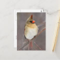 Pretty Pose Postcard | Zazzle