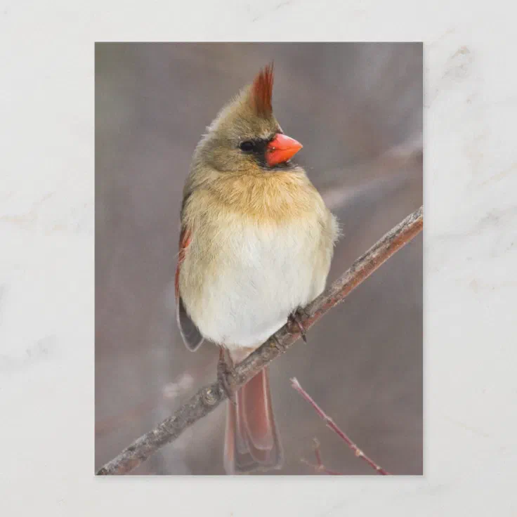 Pretty Pose Postcard | Zazzle