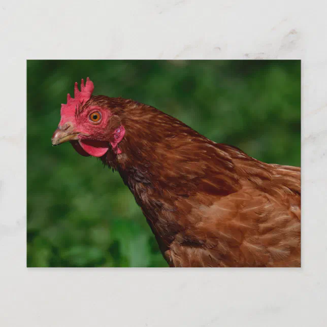 Pretty Red Chicken Face Photo Postcard | Zazzle