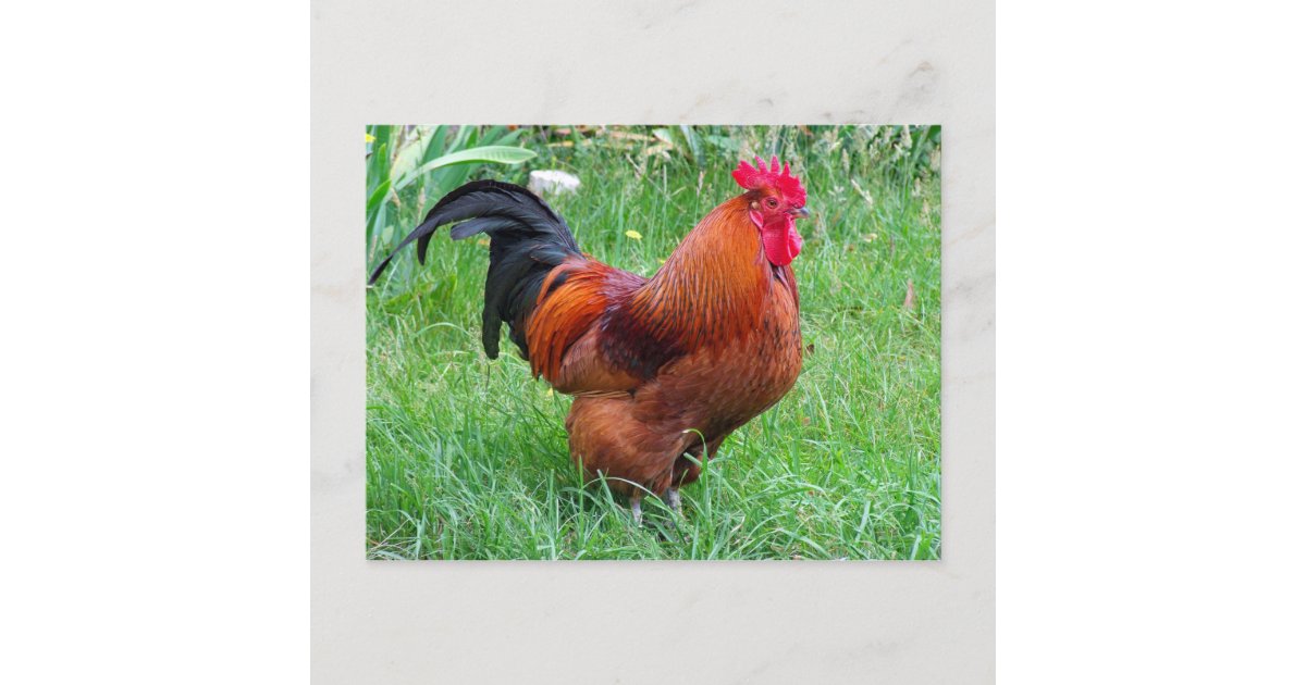 Pretty Red Chicken Profile Photo Postcard | Zazzle