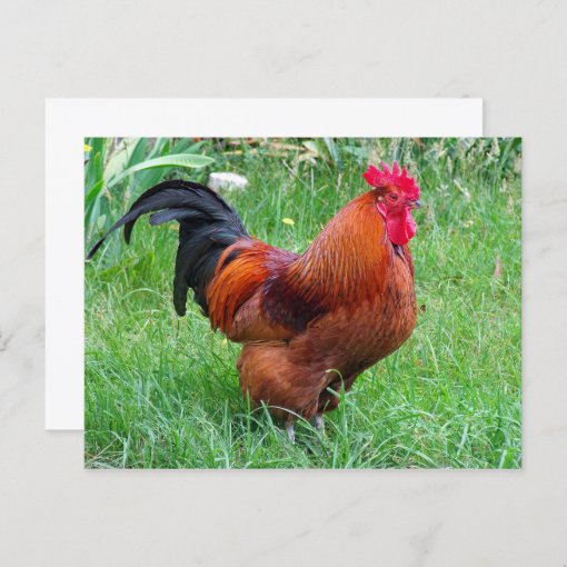 Pretty Red Chicken Profile Photo Postcard | Zazzle