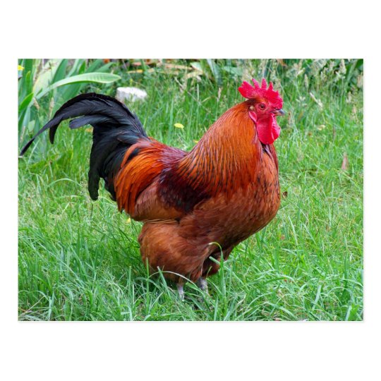 Pretty Red Chicken Profile Photo Postcard | Zazzle.com