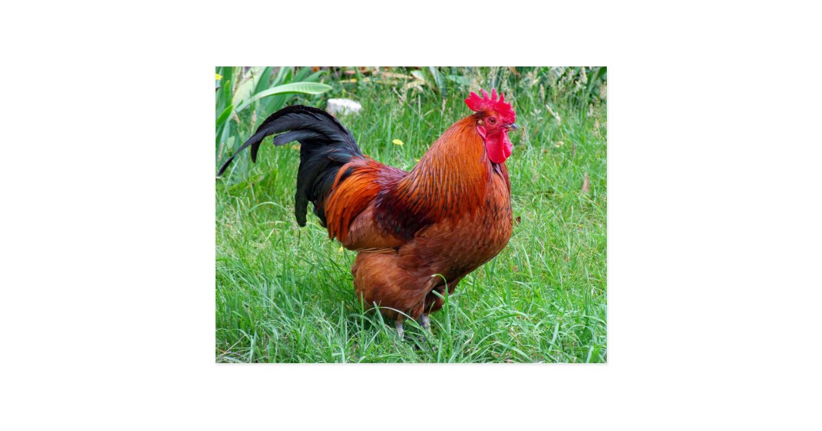 Pretty Red Chicken Profile Photo Postcard | Zazzle.com
