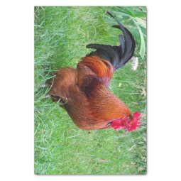Pretty Red Chicken Profile Photo Tissue Paper | Zazzle
