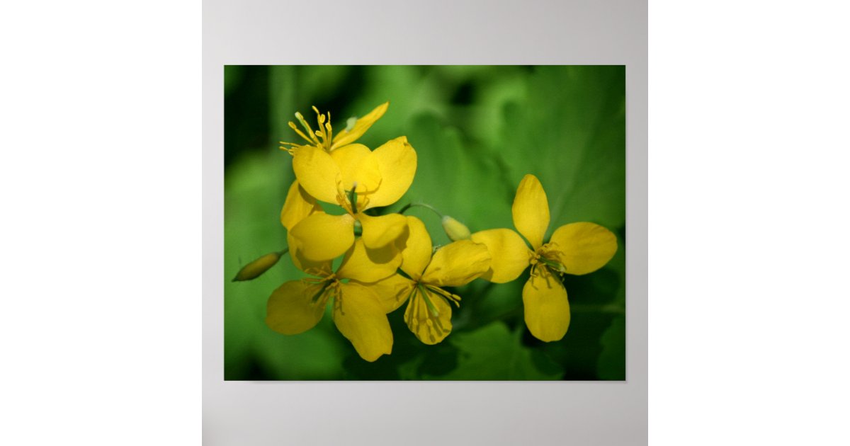 Pretty Yellow Wild Geranium Flowers Poster | Zazzle