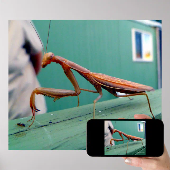 Preying Mantis & ant Poster | Zazzle