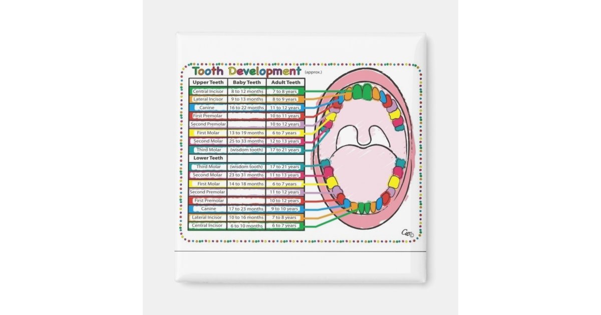 Primary/Adult Tooth Eruption Timetable Magnet | Zazzle