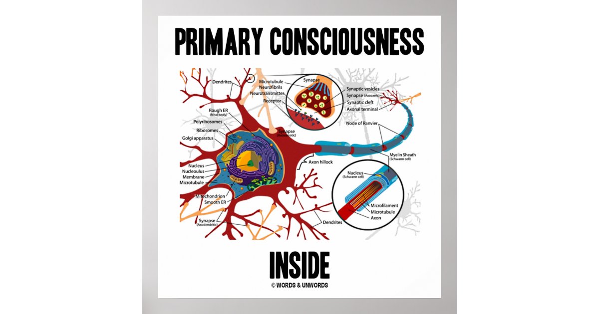 Primary Consciousness Inside (Neuron / Synapse) Poster | Zazzle