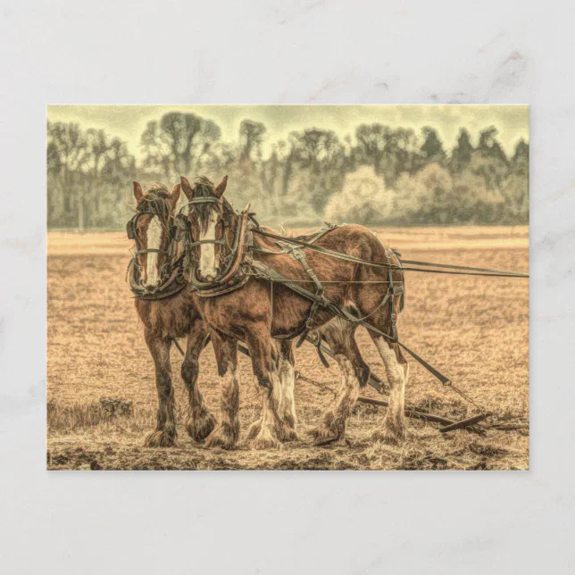 Primitive Western country farm animal draft horses Postcard | Zazzle