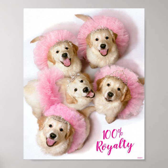 Princess Dogs in Tiaras Poster | Zazzle.com