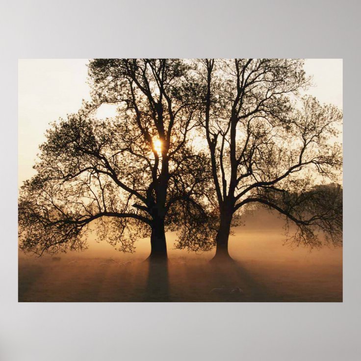 PRINT - 2 Big Trees Sepia Gold | Zazzle