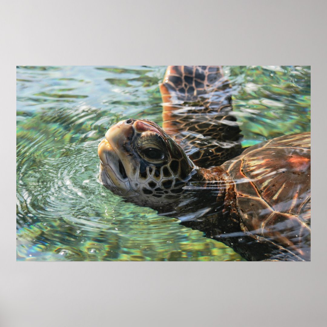 Print: Green Sea Turtle Poster | Zazzle