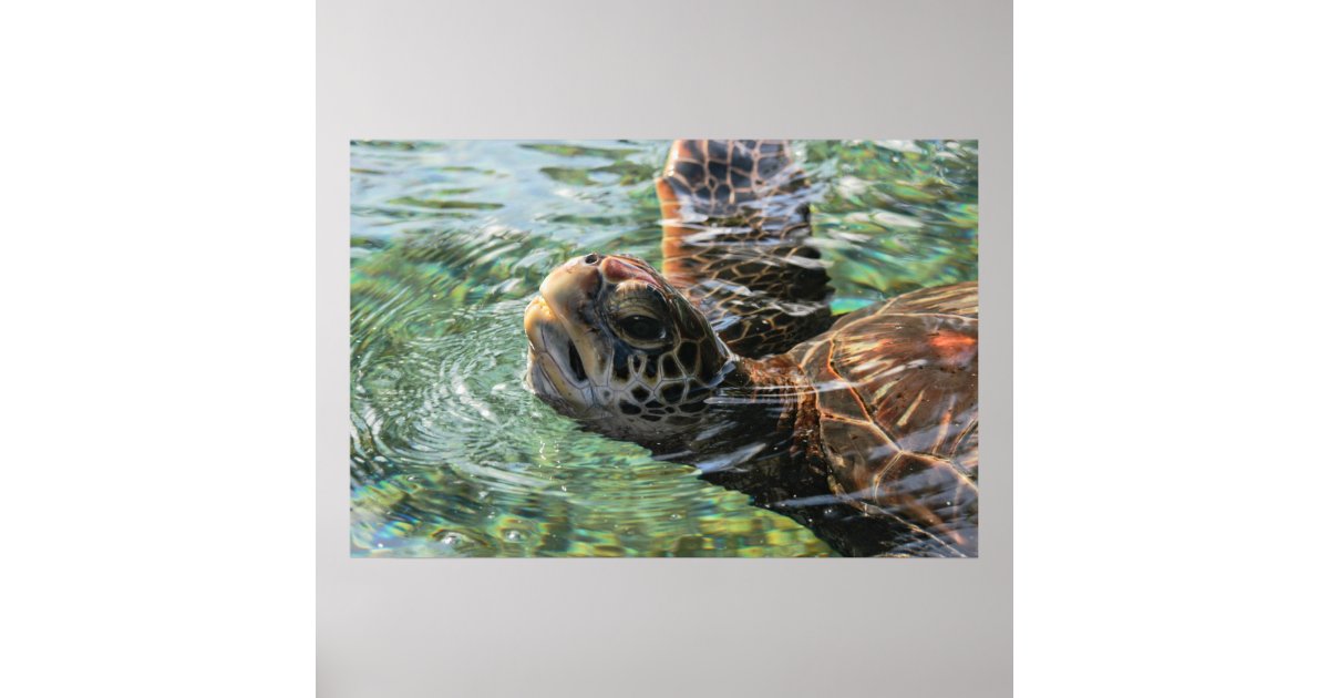 Print: Green Sea Turtle Poster | Zazzle