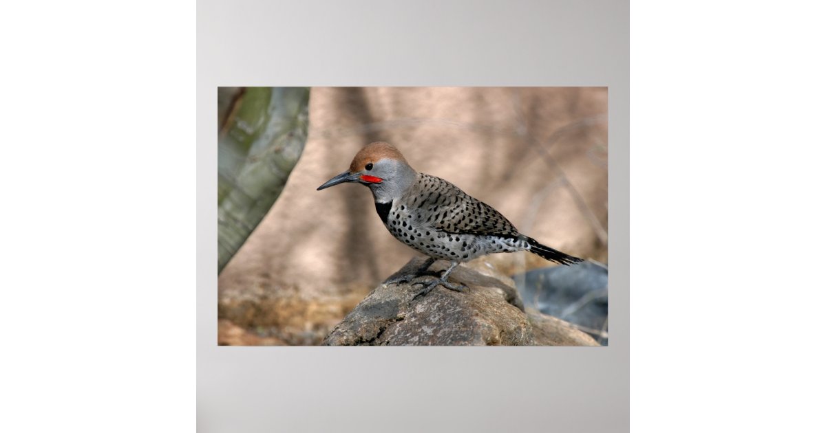 Print: Northern Flicker Poster | Zazzle