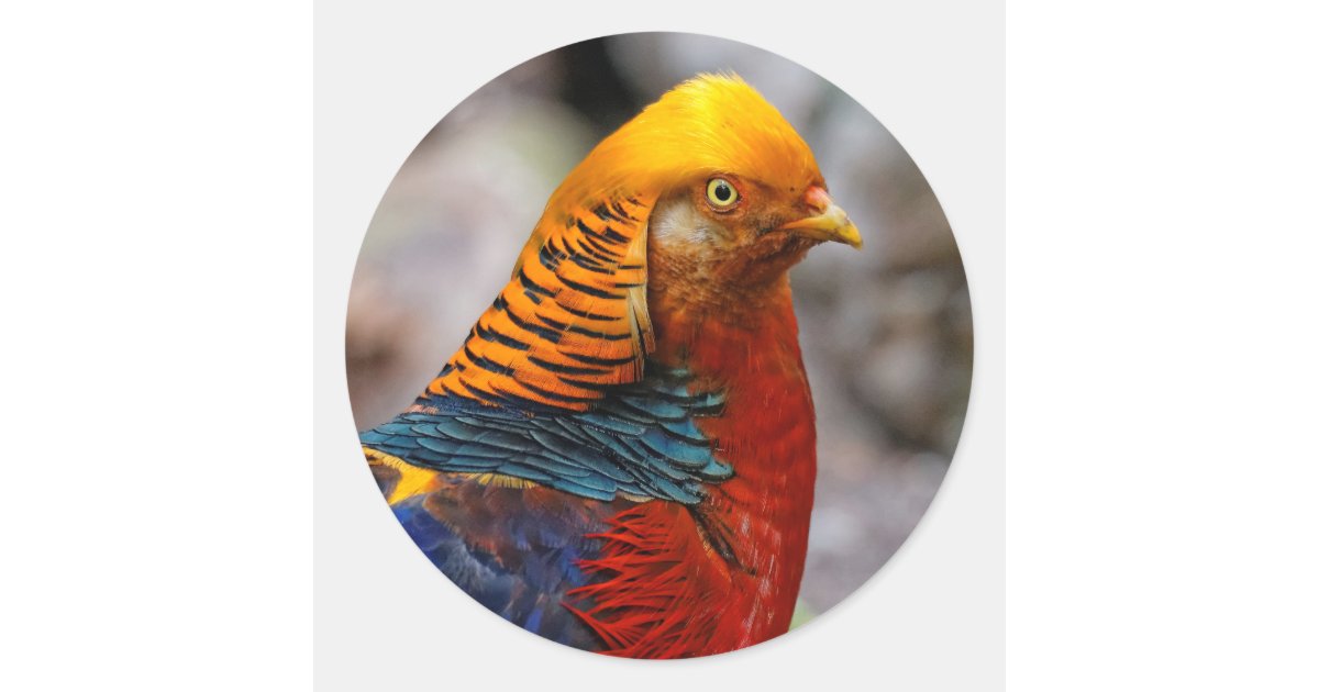 Profile of a Red Golden Pheasant Classic Round Sticker | Zazzle