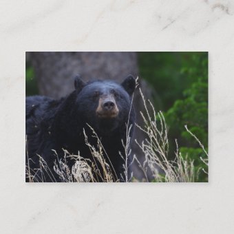 profile or business card, black bear business card | Zazzle