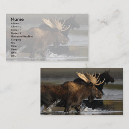profile or business card, moose splash business card | Zazzle
