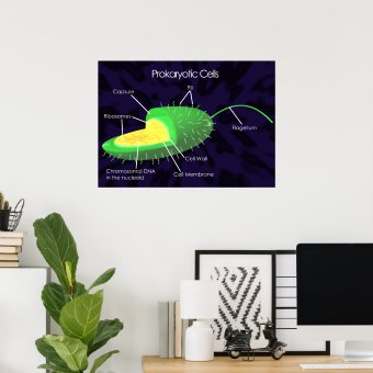 Prokaryotic Cells Diagram Poster | Zazzle