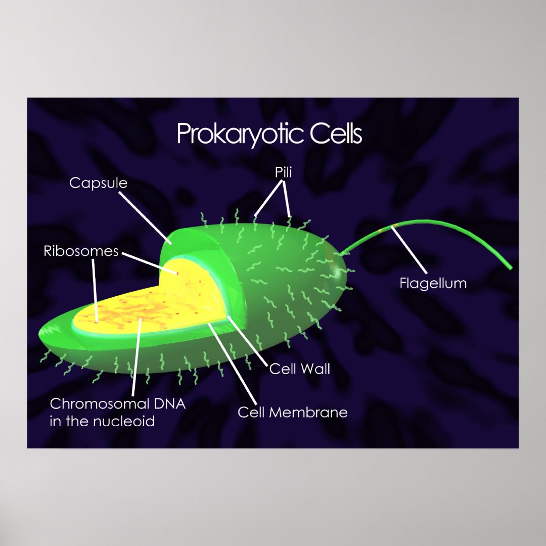 Prokaryotic Cells Diagram Poster | Zazzle