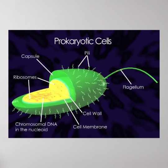 Prokaryotic Cells Diagram Poster | Zazzle.com
