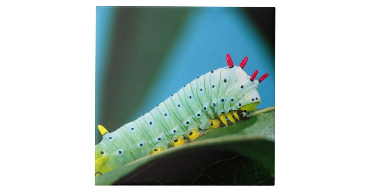 Prometheus Moth Caterpillar, Callosamia Ceramic Tile | Zazzle
