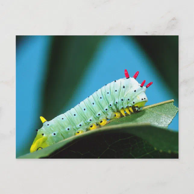 Prometheus Moth Caterpillar, Callosamia Postcard | Zazzle