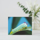 Prometheus Moth Caterpillar, Callosamia Postcard | Zazzle