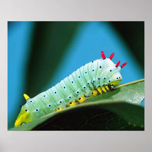 Prometheus Moth Caterpillar, Callosamia Poster | Zazzle