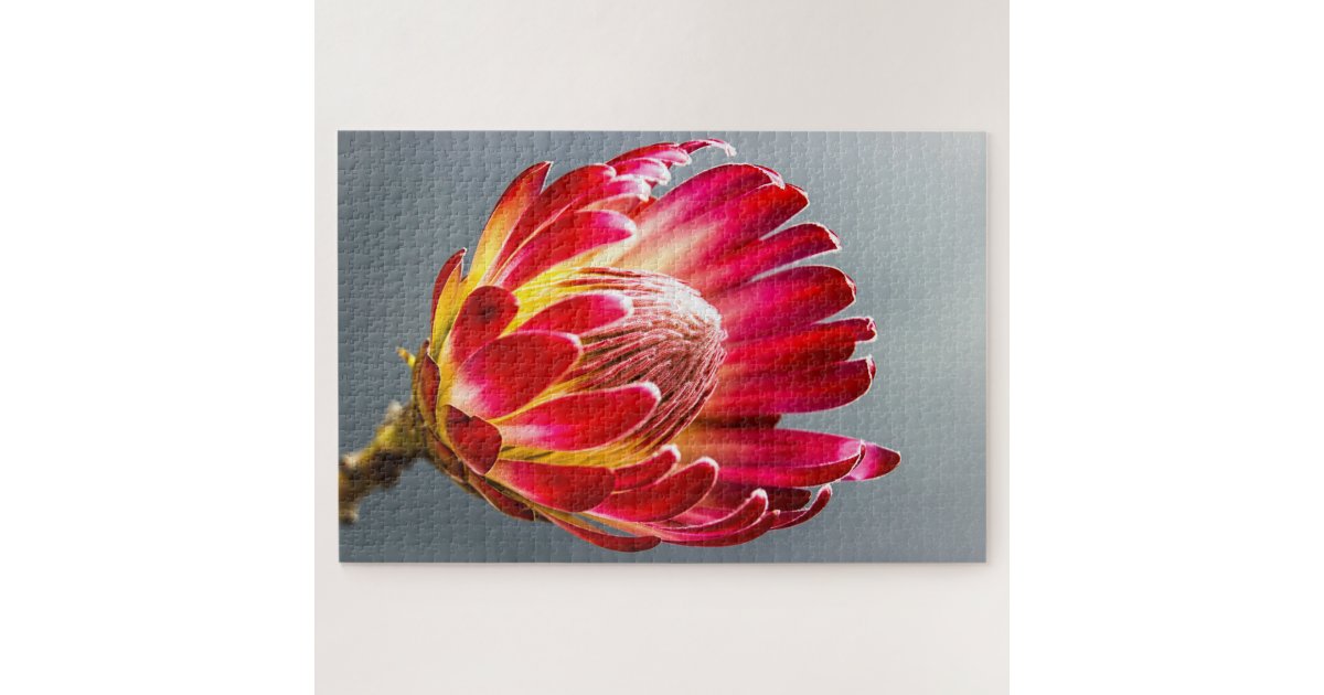 Protea flower photo jigsaw puzzle | Zazzle