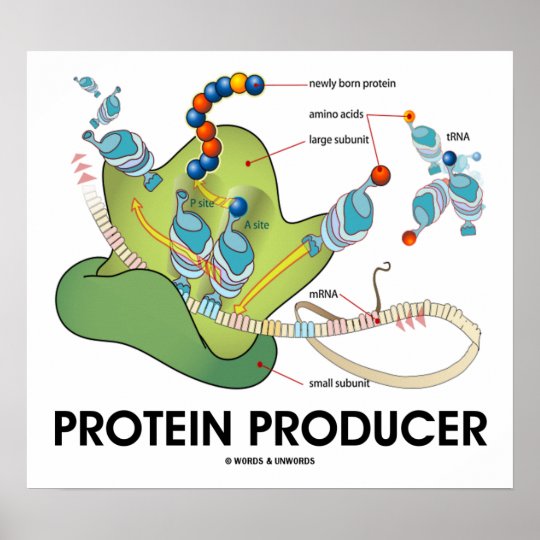 Protein Producer (Molecular Biology) Poster | Zazzle.com