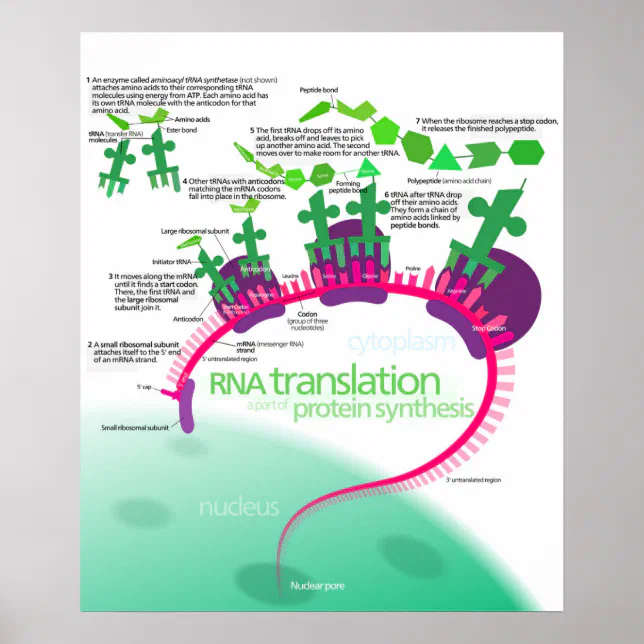 Protein Synthesis Diagram of RNA translation Poster | Zazzle