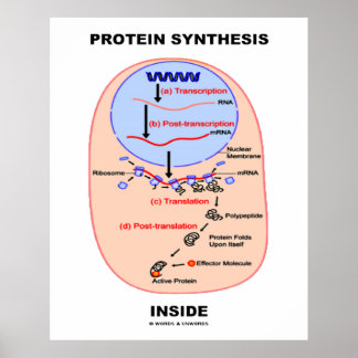 Protein Synthesis Posters, Protein Synthesis Prints, Art Prints ...