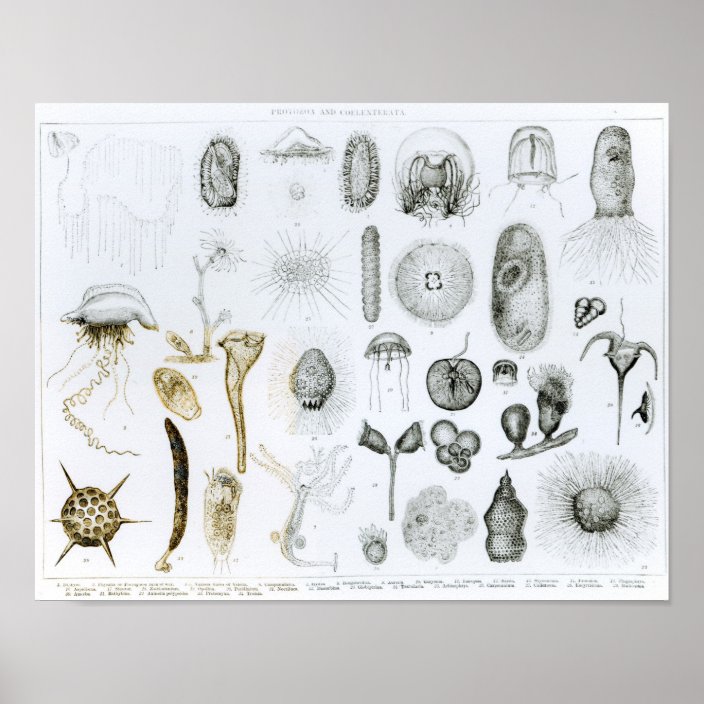 Protozoa and Coelenterata Poster | Zazzle.com