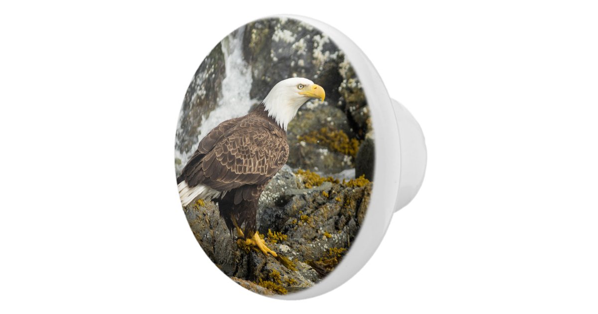 Proud Bald Eagle Ceramic Knob | Zazzle