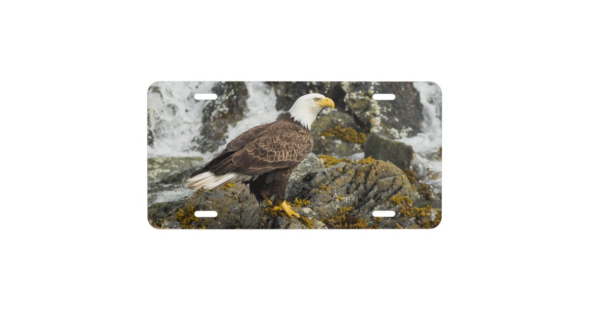 Proud Bald Eagle License Plate | Zazzle