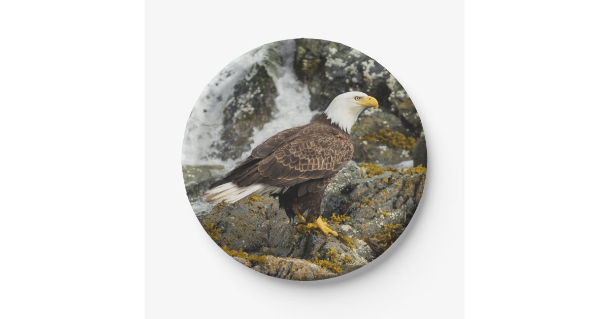 Proud Bald Eagle Paper Plates | Zazzle
