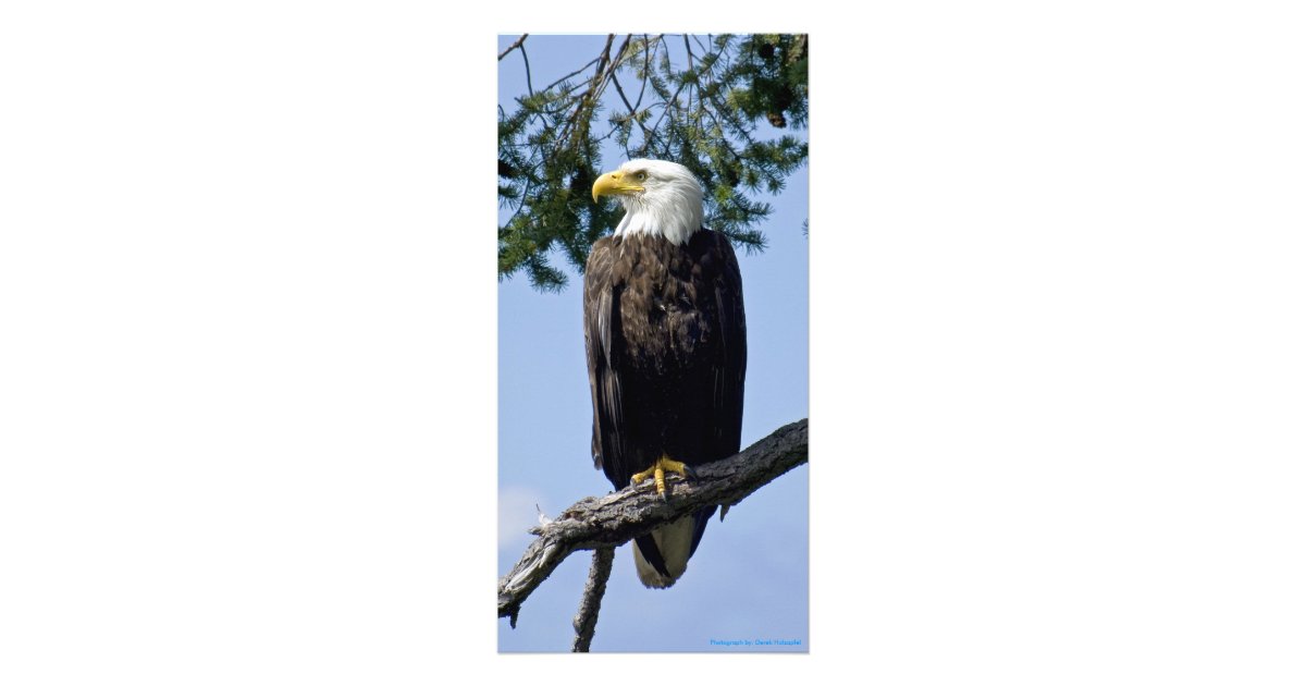 Proud Bald Eagle - Photo Card | Zazzle