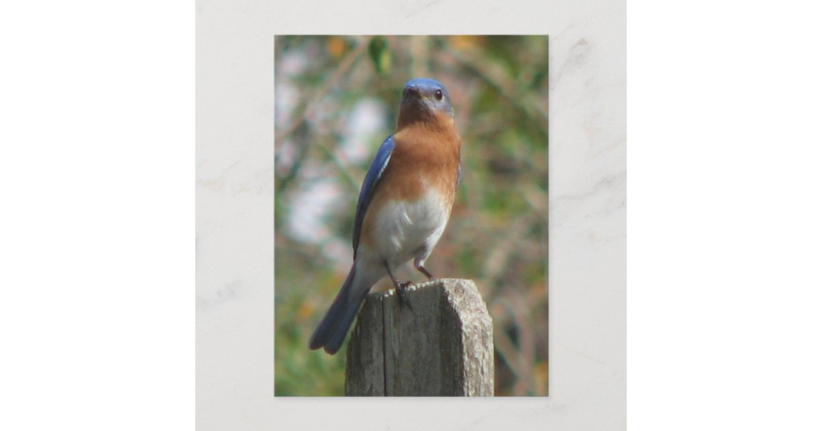 Proud Bluebird Postcard | Zazzle