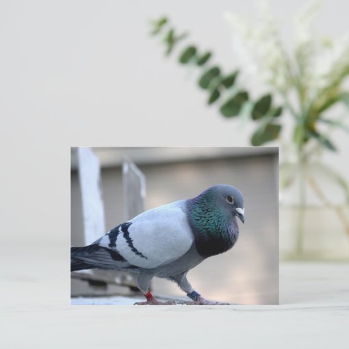 Proud Homing Pigeon Postcard | Zazzle