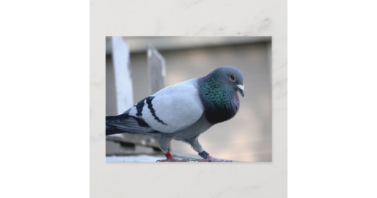 Proud Homing Pigeon Postcard | Zazzle