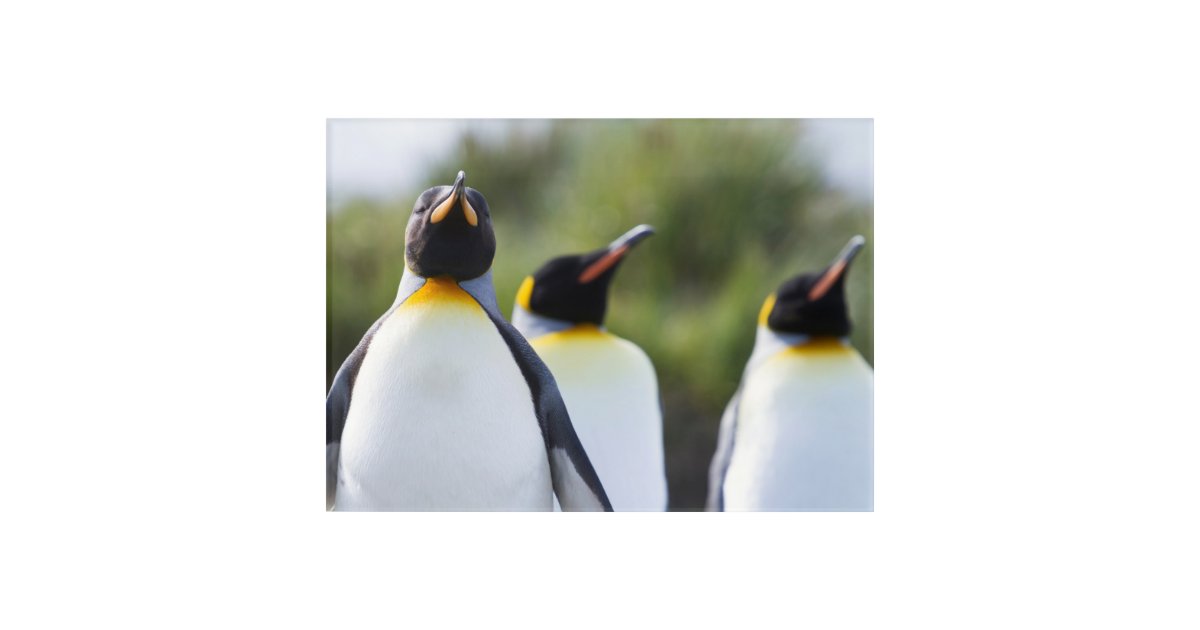 Proud King penguins photo Acrylic Print | Zazzle