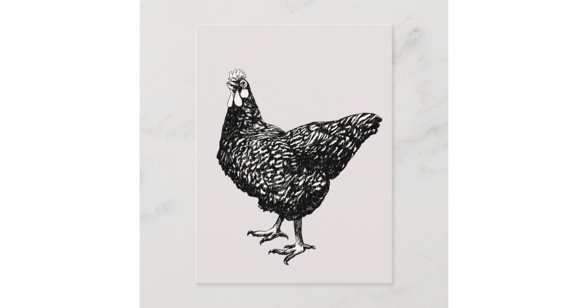 Proud little hen! postcard | Zazzle