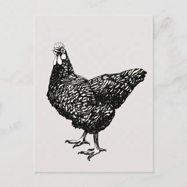 Proud little hen! postcard | Zazzle